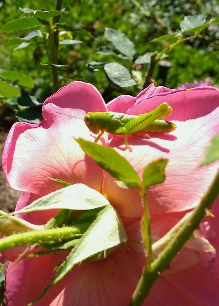 Differential Grasshopper from West Old Town, Albuquerque, NM, USA on July 13, 2022 at 10:45 AM ...