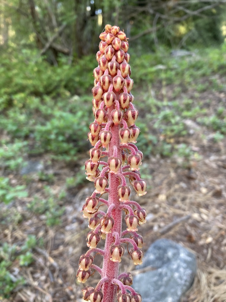 woodland pinedrops from Okanogan County, US-WA, US on July 17, 2022 at ...