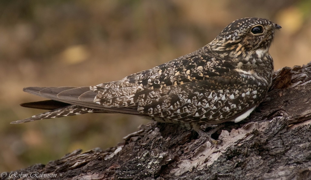 Common Nighthawk from Highlands, BC, Canada on July 17, 2022 at 09:22 ...