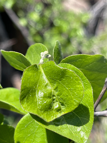 Young's Snowbell (Styrax platanifolius subsp. youngiae)