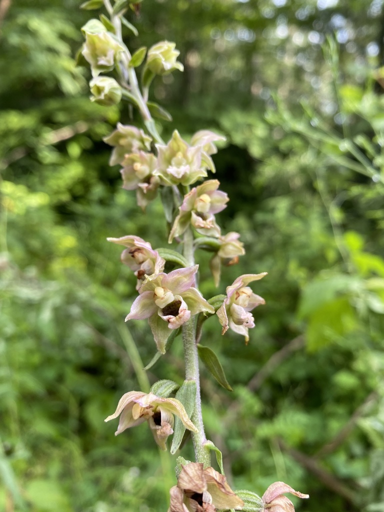 Broad-leafed Helleborine from Pisgah National Forest, Marion, NC, US on ...
