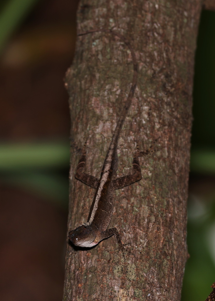 Copper Anole from Guanacaste Province, Costa Rica on May 19, 2022 at 10 ...
