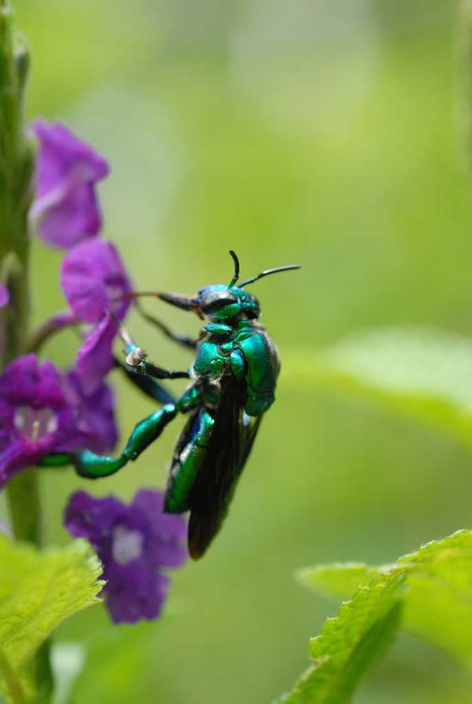 Emerald Cuckoo-Orchid bee in August 2012 by KristenM · iNaturalist