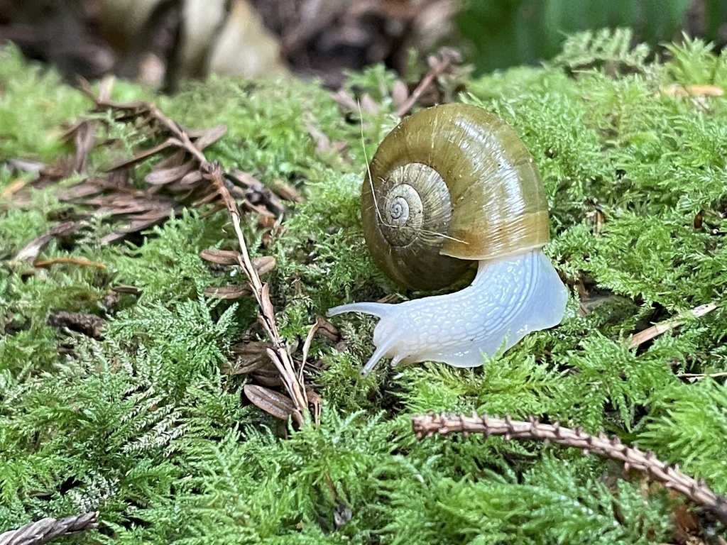 California Lancetooth Snail from Murrelet State Wilderness, Hoopa, CA ...