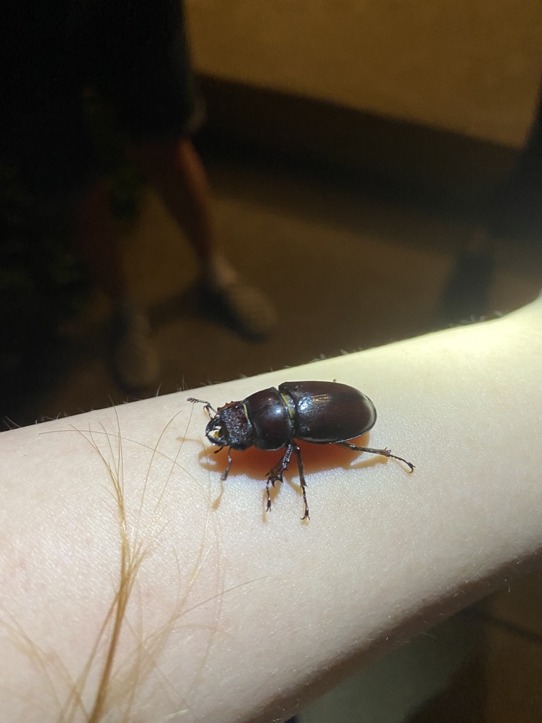 Reddish-brown Stag Beetle from Delaview Ave, Wilmington, DE, US on July ...