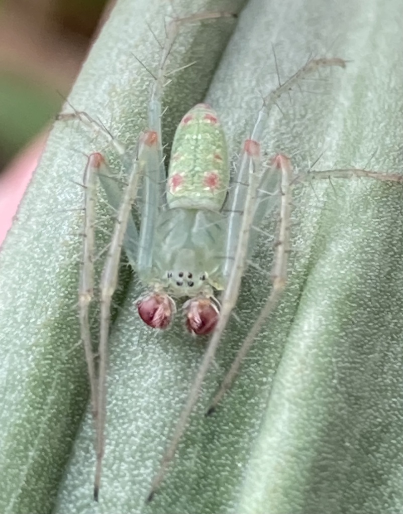 Slender Green Orbweaver from Balla Balla Ward, Cranbourne South, VIC ...