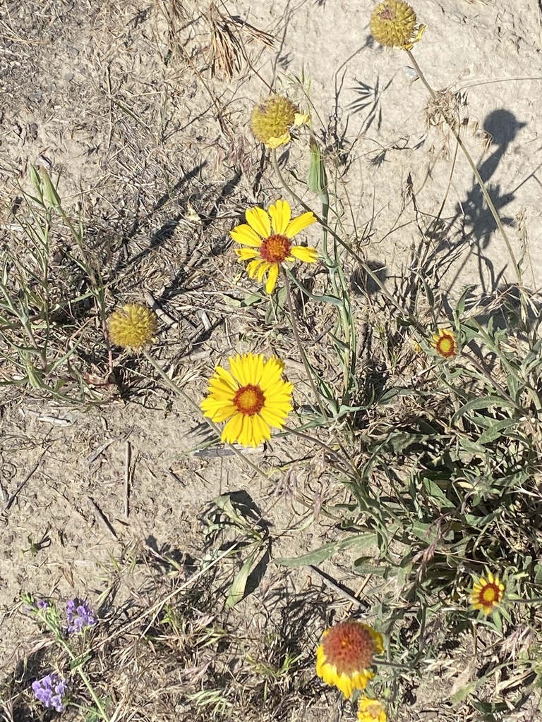 great blanketflower from Rose Hill, Kamloops, BC, CA on July 17, 2022 ...