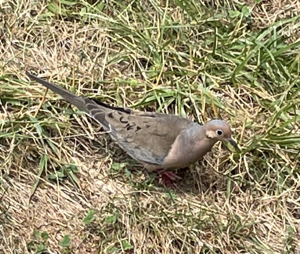 Mourning Dove from Central Park, New York, NY, US on July 17, 2022 at ...