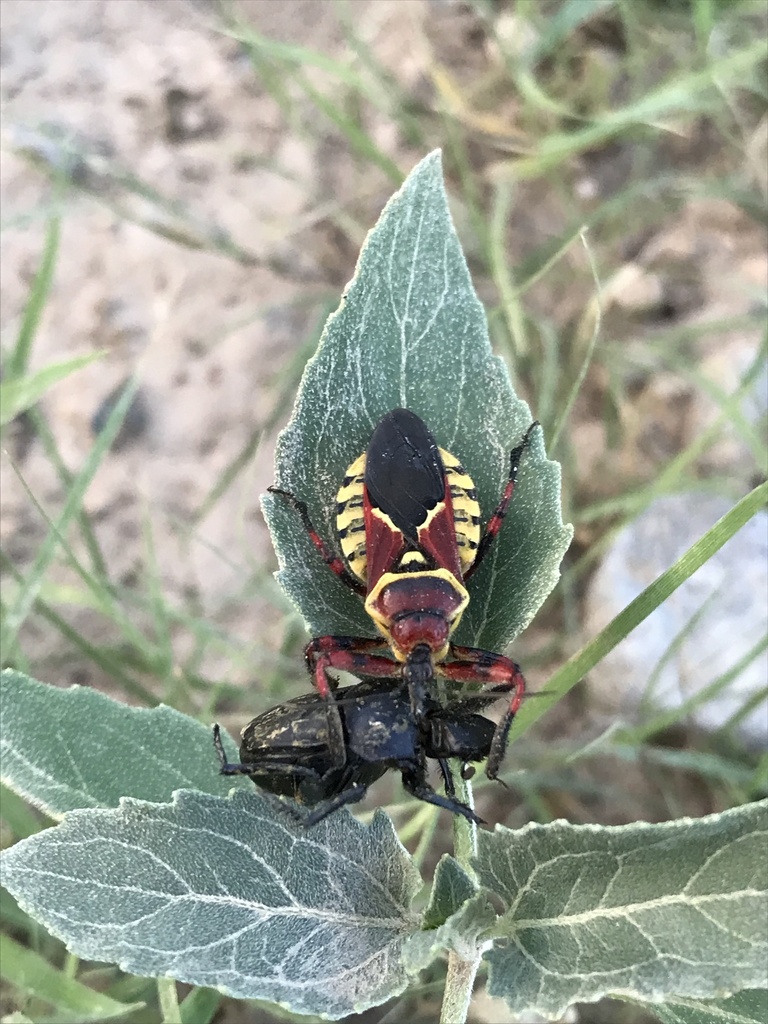 Yellow-bellied Bee Assassin from Agua Prieta, SON, MX on July 16, 2022 ...