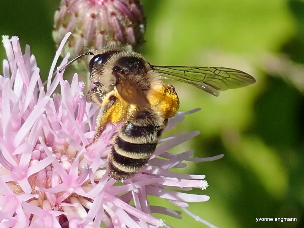 Grey-banded Mining Bee from 4250 Fuglebjerg, Danmark on July 17, 2022 ...
