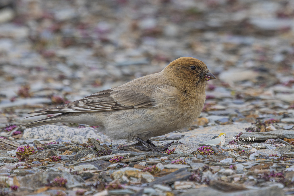 Sillem's Rosefinch in July 2022 by 刑小天 · iNaturalist