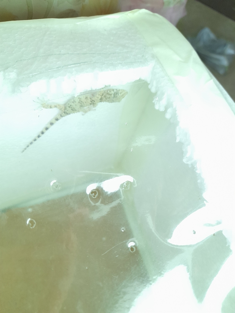 Caspian Bent-toed Gecko from Vake-Saburtalo, Tbilisi, Грузия on June 08 ...