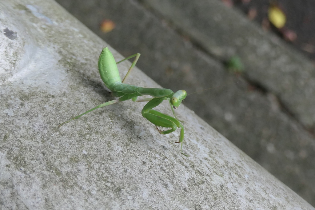 Giant Asian Mantis from 香港葵涌 on July 16, 2022 at 05:18 PM by Queenie ...