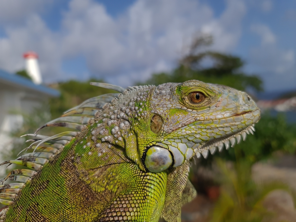 Green Iguana from W42X+C9G, Gustavia 97133, Saint-Barthélemy on June 30 ...