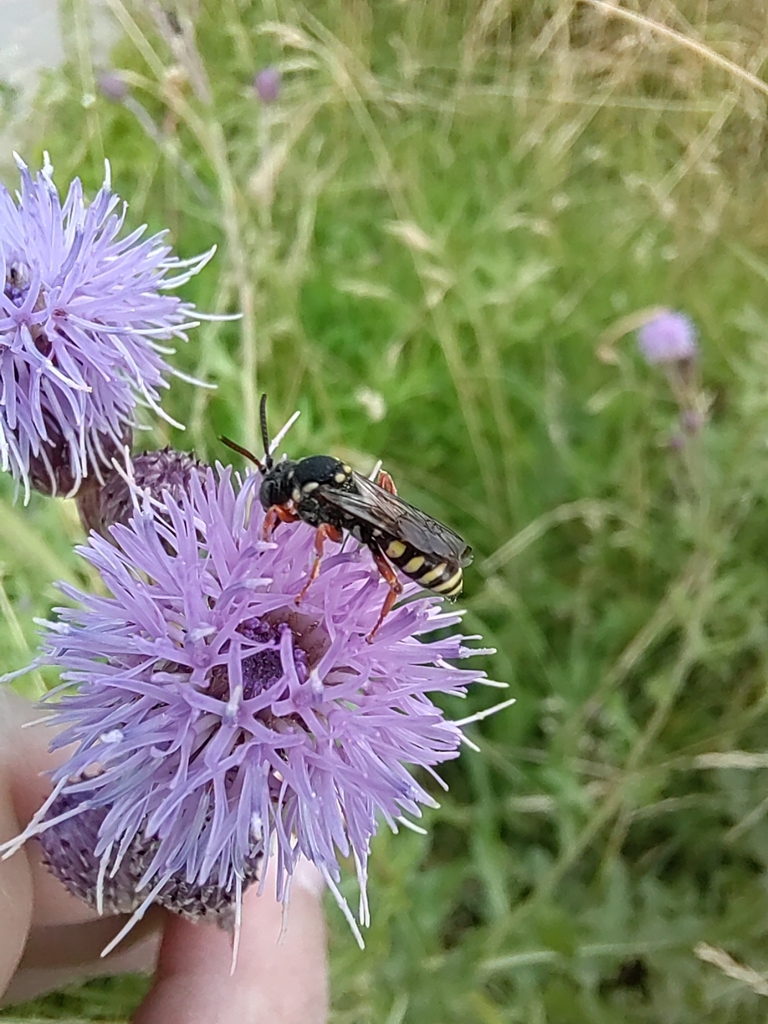 Nomad Bees from Брилевичи, Минск, Беларусь on July 18, 2022 at 12:20 PM by Roman Shashko ...