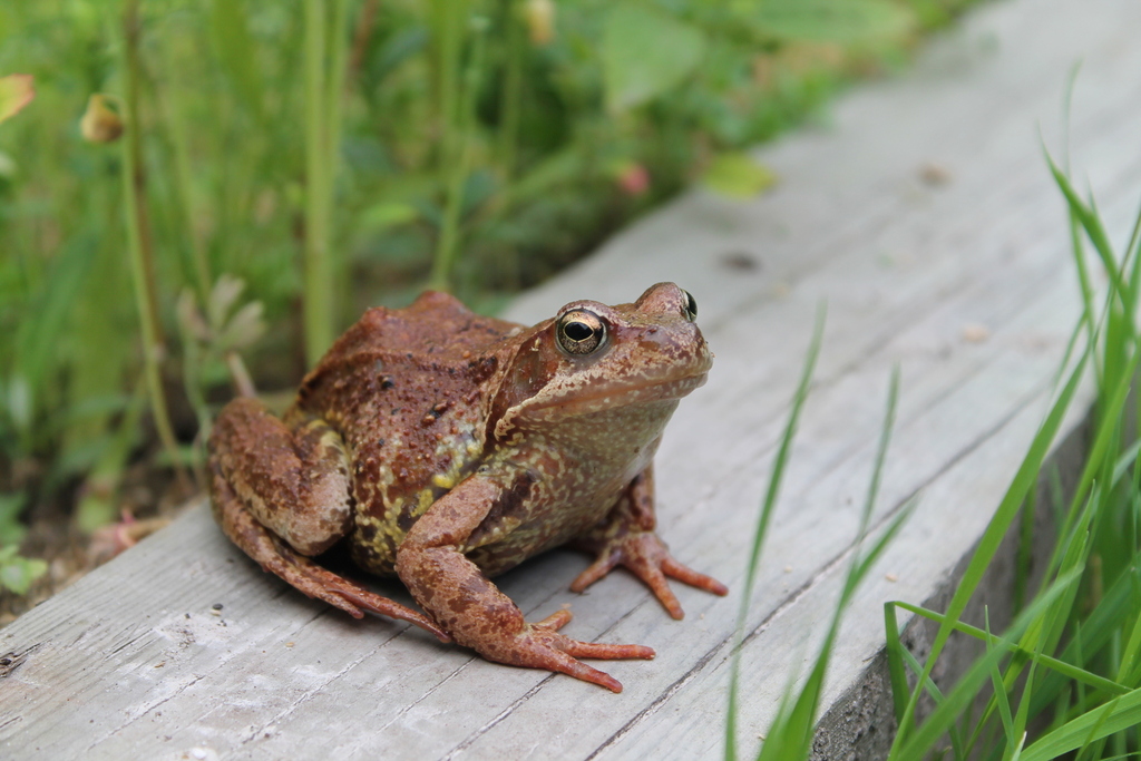 European Common Frog from Сыктывдинский р-н, Респ. Коми, Россия on July ...