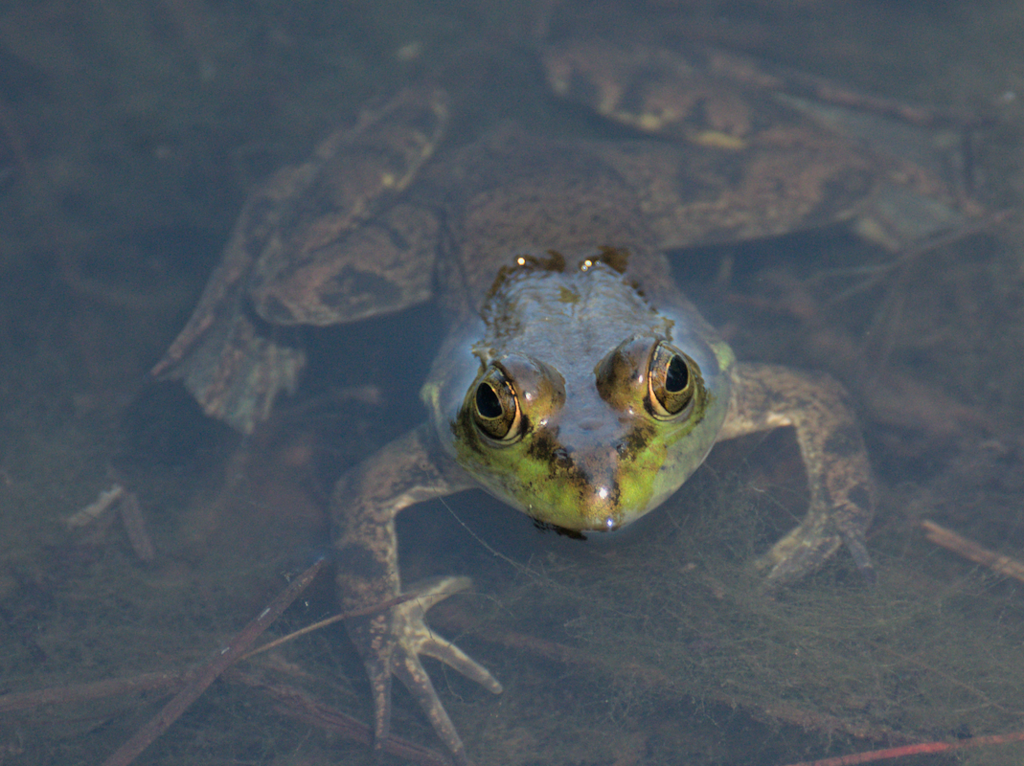 American Bullfrog from Manito, Spokane, WA, USA on July 17, 2022 at 09: ...
