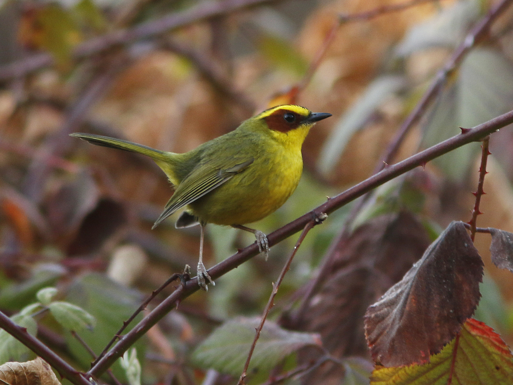 Golden-browed Warbler from Reserve de La Chara Pinta, Sinaloa, Mexico ...