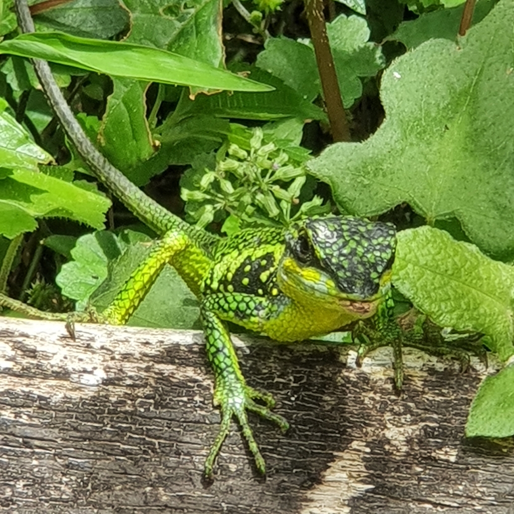 Lue's Mountain Lizard in July 2022 by 吳美慧 · iNaturalist