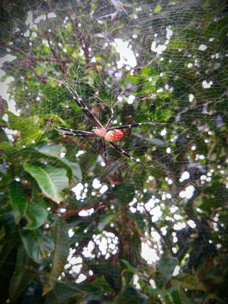 Dome Web Spider from Girimukti on July 17, 2022 at 04:48 PM by Rani ...