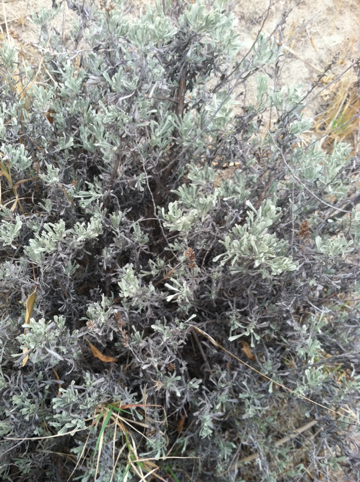 Mountain Big Sagebrush from 20395 S Mountain Rd, Santa Paula, CA, US on ...