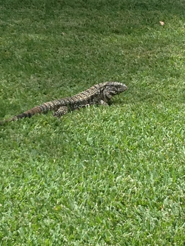 Argentine Black-and-white Tegu from 11290 County Road 454, Brownwood ...