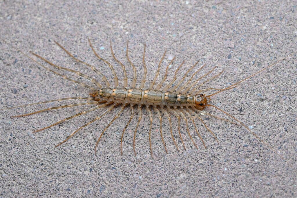 Japanese House Centipede from 中国天津市南开区宾水西道35G4+Q2Q 邮政编码: 300391 on July ...