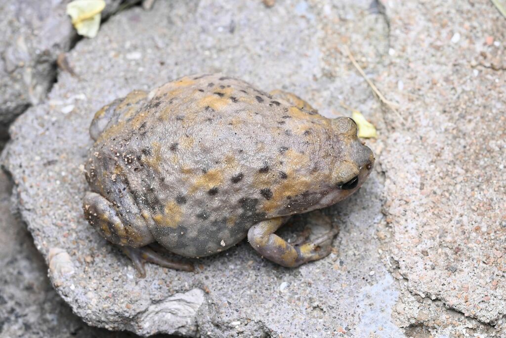 Boreal Digging Frog from 中国天津市南开区宾水西道35G4+Q2Q 邮政编码: 300391 on July 18 ...
