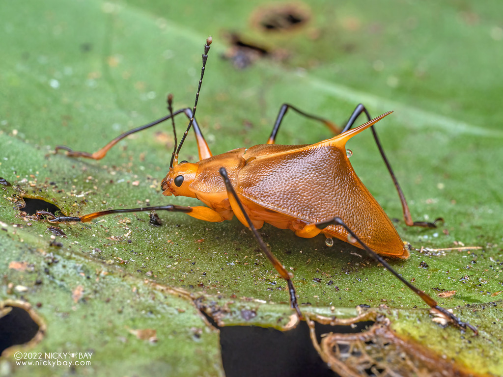 Ellipticus spinifer from Waita Lodge, Puerto Montúfar, Ecuador on June ...