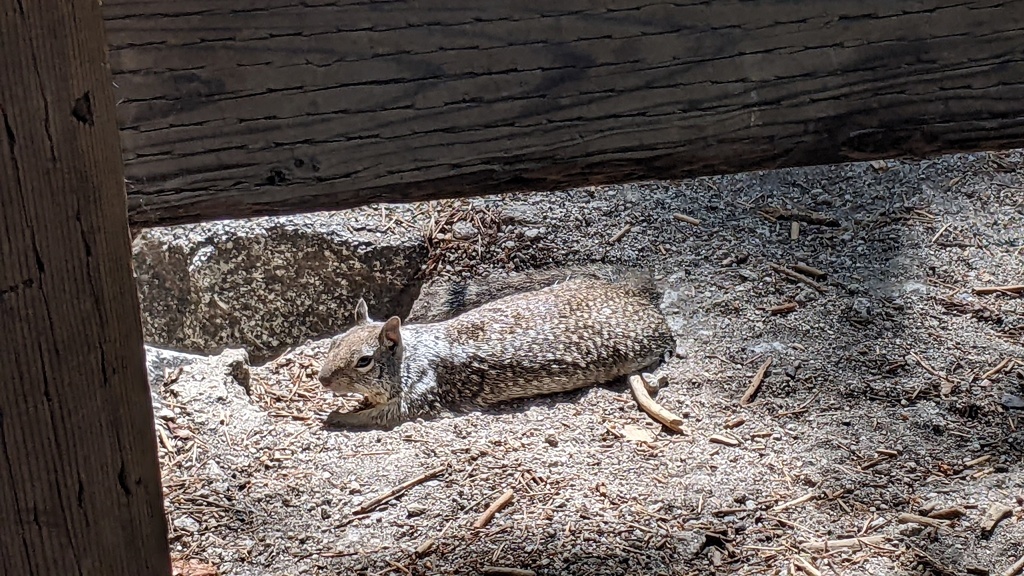 California Ground Squirrel from Yosemite National Park, Groveland, CA ...