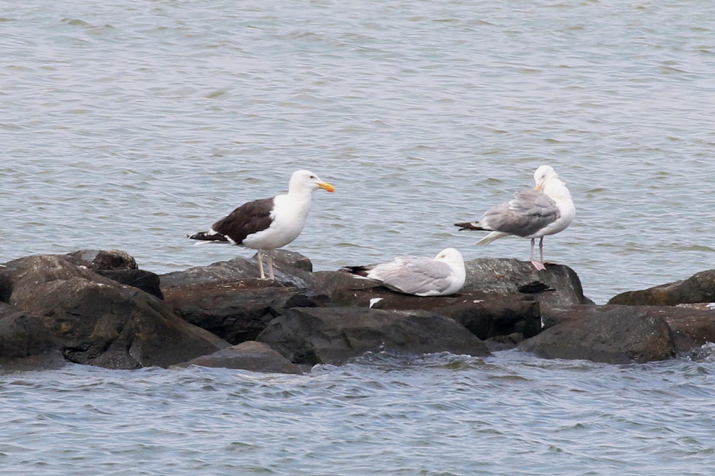 Great Black-backed Gull from Somerset County, MD, USA on July 15, 2022 ...
