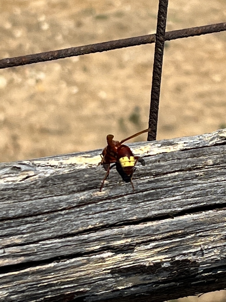 Oriental Hornet from Crète, Chania, Crete, GR on July 15, 2022 at 01:37 ...