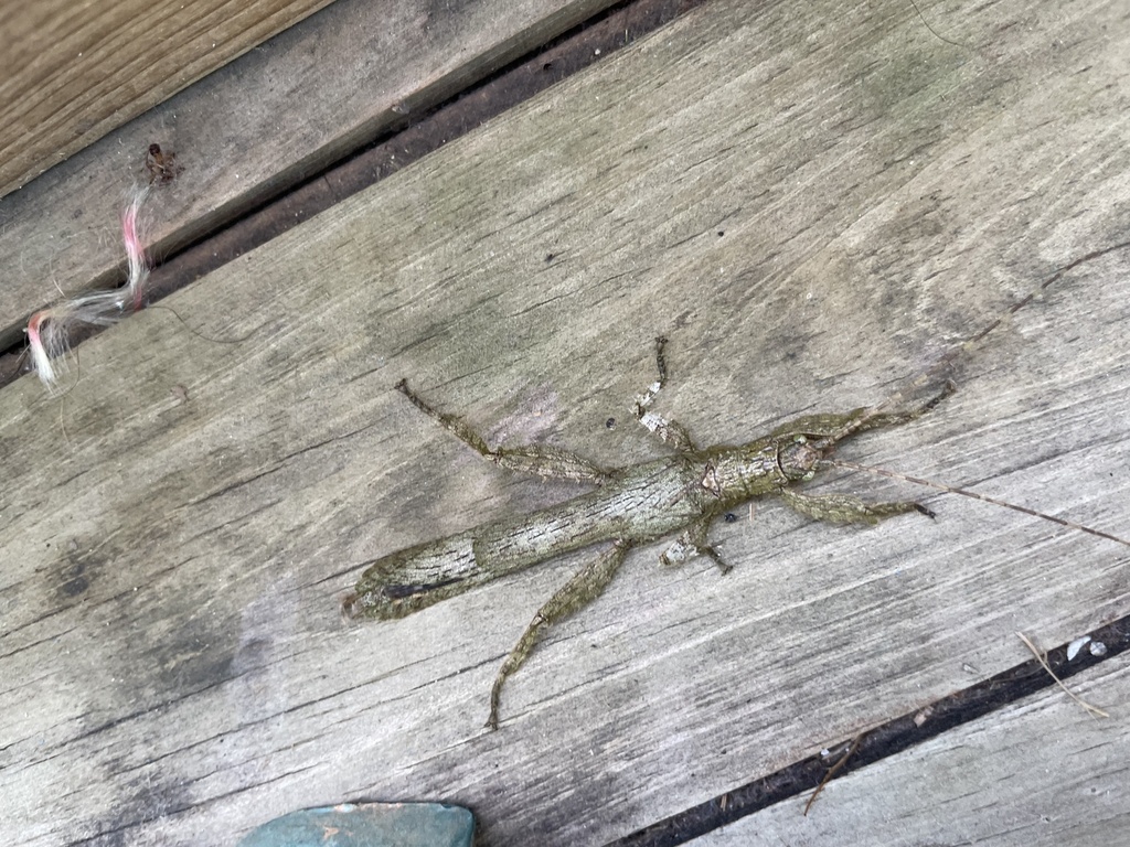 Stick Insects from Cayo, BZ on July 18, 2022 at 10:04 AM by Ethan Trinh ...