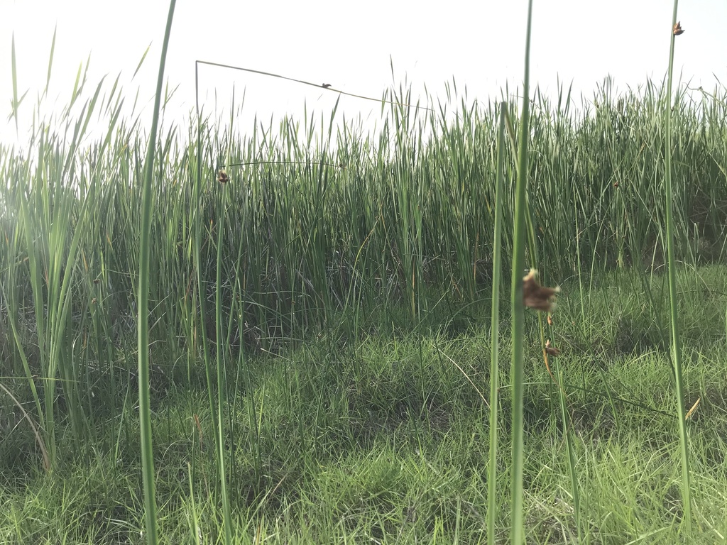 three-square bulrush from Sullivans Island, Sullivans Island, SC, US on ...