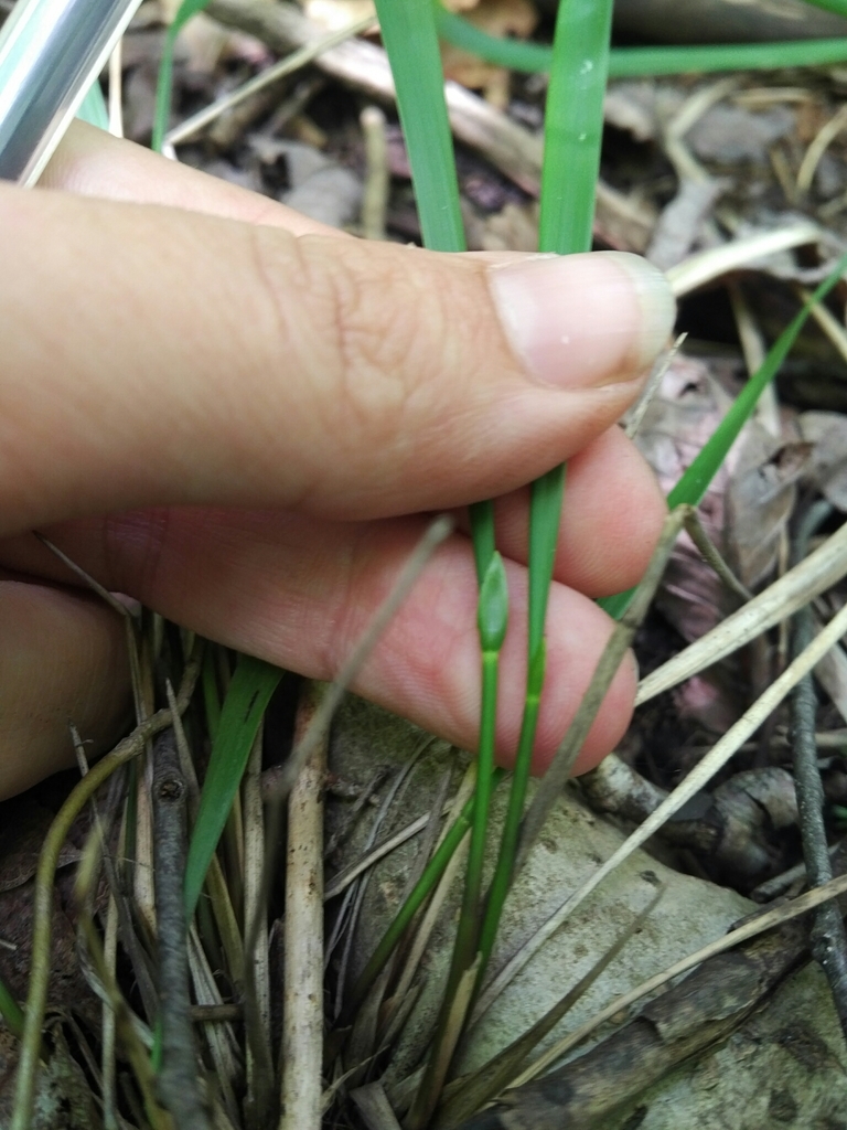 White-grained Mountain-ricegrass from Caledon, ON, Canada on July 17 ...