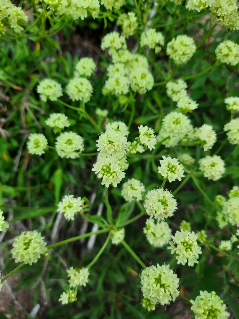 parsnipflower buckwheat from Stanley, ID 83278, USA on July 17, 2022 at ...
