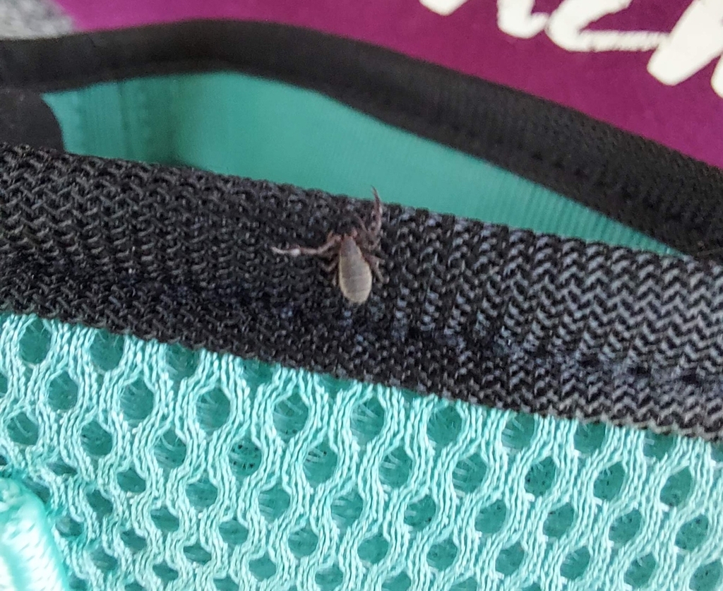 Chelifer from Cheney, WA 99004, USA on July 18, 2022 at 01:29 PM by ...