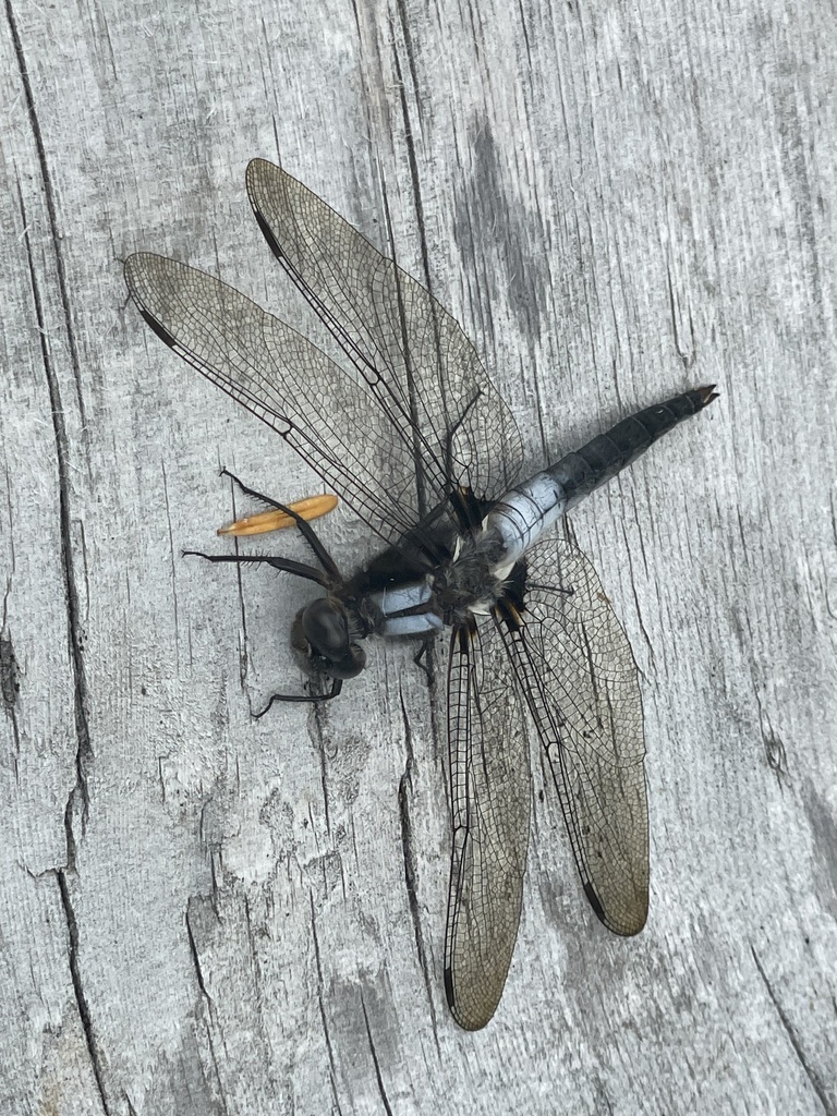 Chalk-fronted Corporal from Port Hardy, BC, CA on July 18, 2022 at 03: ...