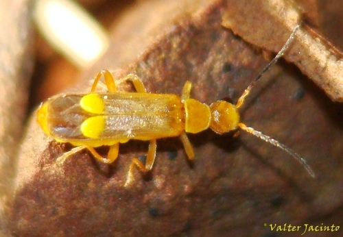 Malthinus vitellinus · iNaturalist