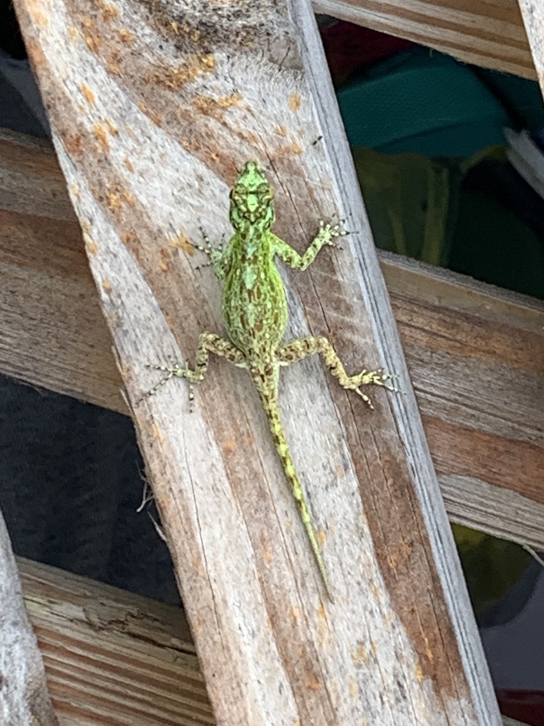 Bark Anole from Juan Bautista Pérez Rancier National Park, Constanza ...