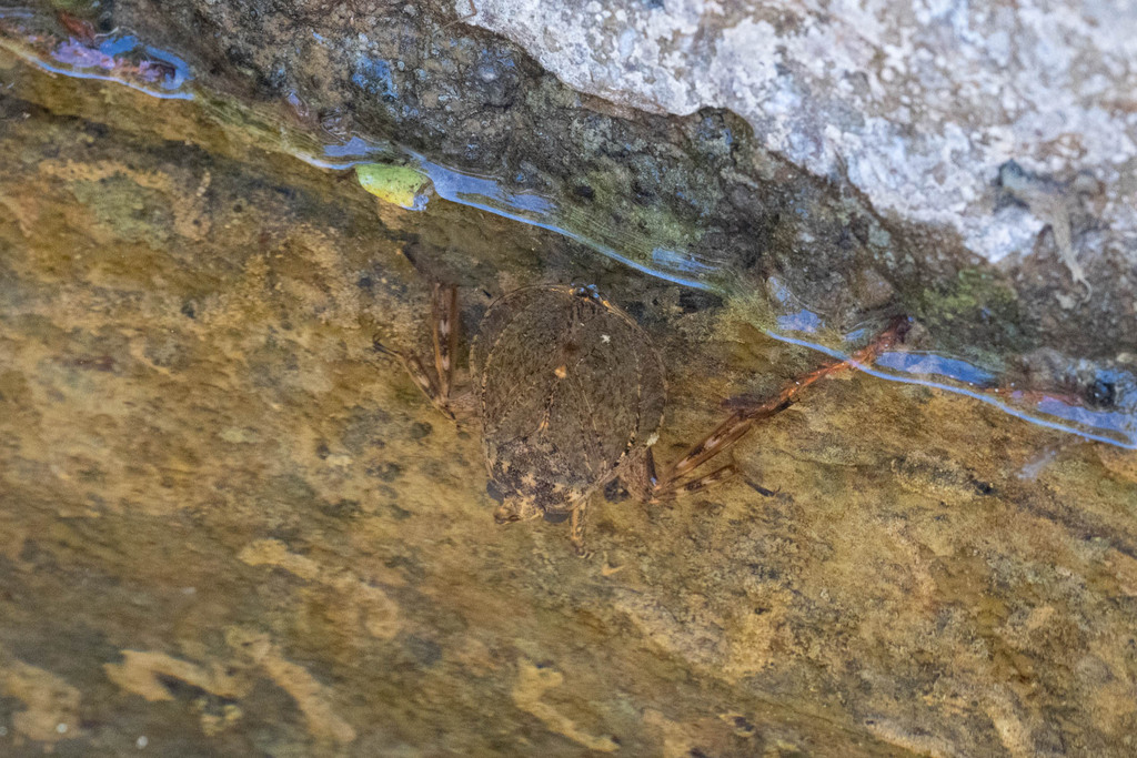 Abedus from Reynolds Creek, Sierra Ancha Mtns, Gila County, Arizona on ...