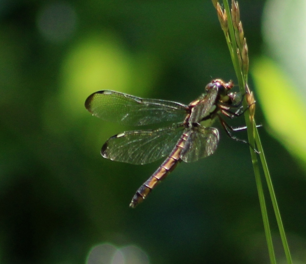 Spangled Skimmer in July 2022 by yvonnececil · iNaturalist