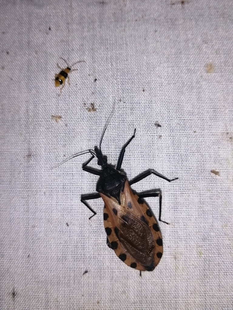 Triatoma dimidiata from Sarapiquí, CR-HE, CR on July 18, 2022 at 07:36 ...