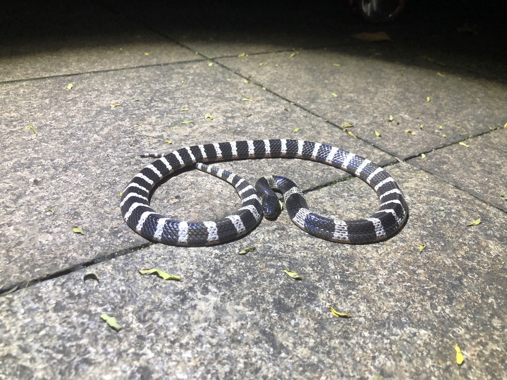 Many-banded Krait from 深圳市, 广东, CN on September 18, 2021 at 11:48 PM by ...