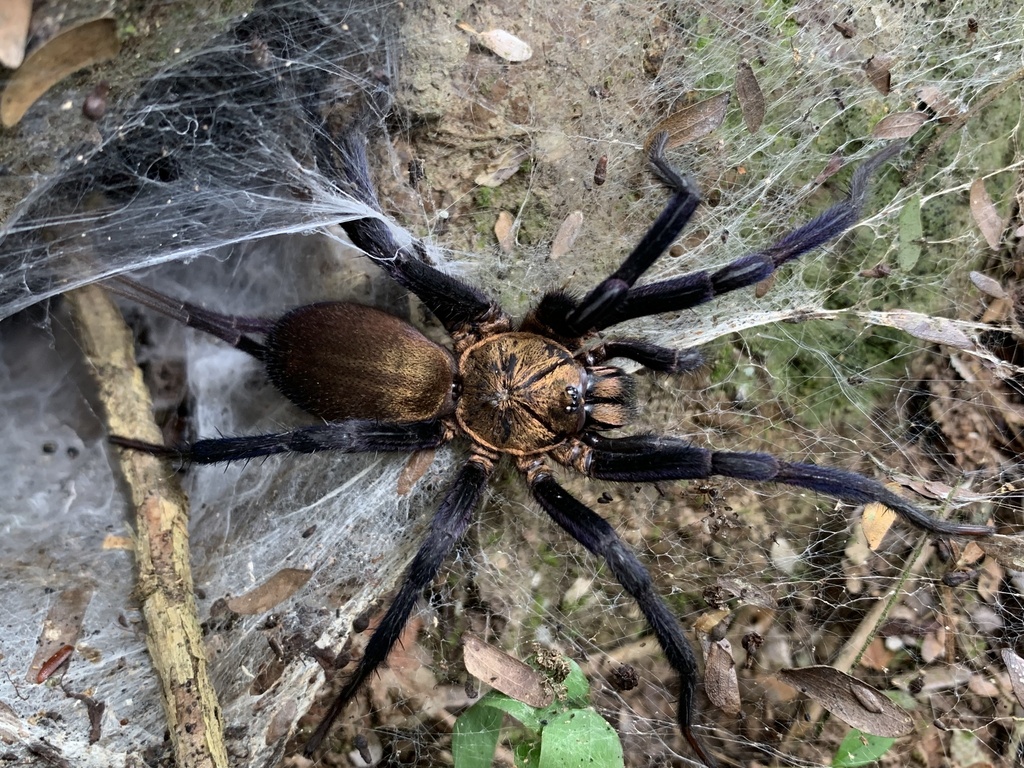 Colombian Funnel Web Spider from Madronal, Piedras, Tolima, CO on July ...