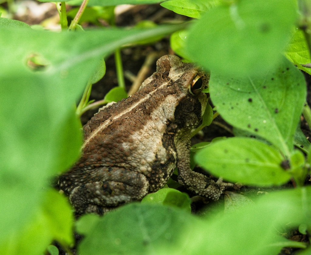 Marbled Toad from 28625 Col., México on June 30, 2022 at 10:42 AM by ...