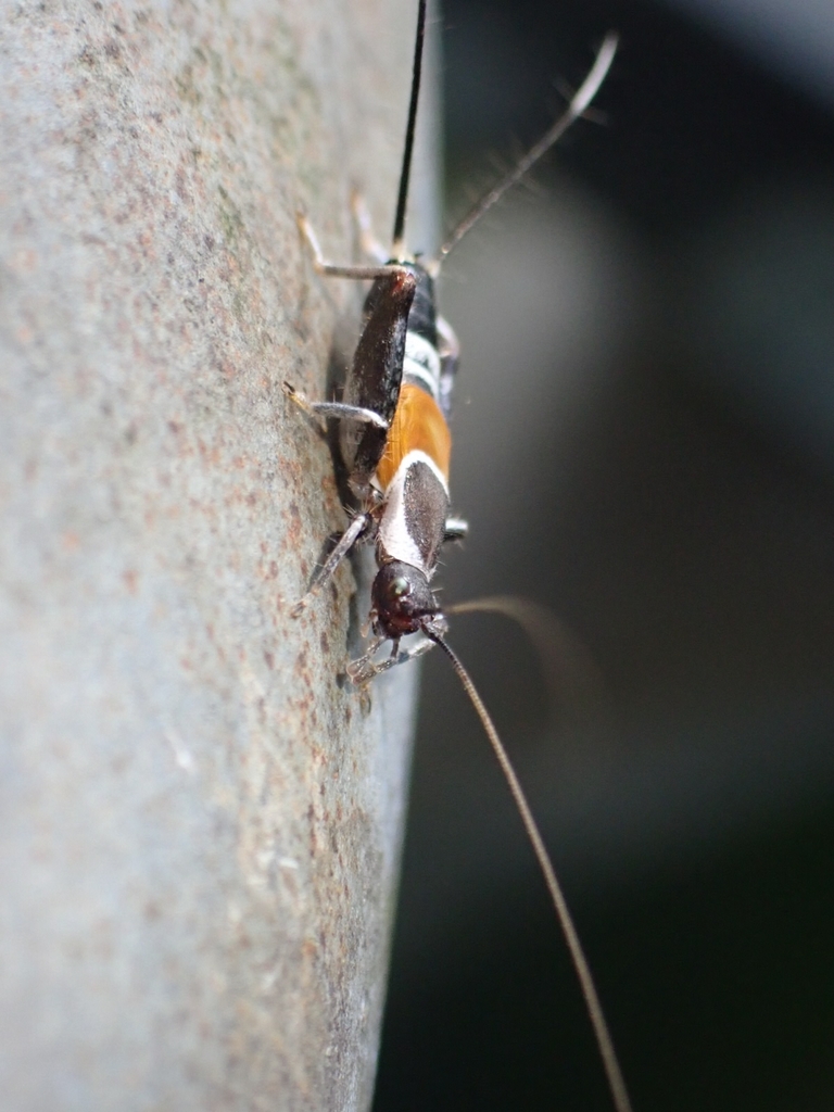 Ornebius fuscicerci from 香港大欖 on July 19, 2022 at 09:11 AM by Carlos ...