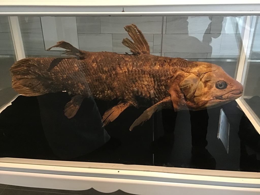West Indian Ocean Coelacanth in July 2018 by fahoodie1852 · iNaturalist