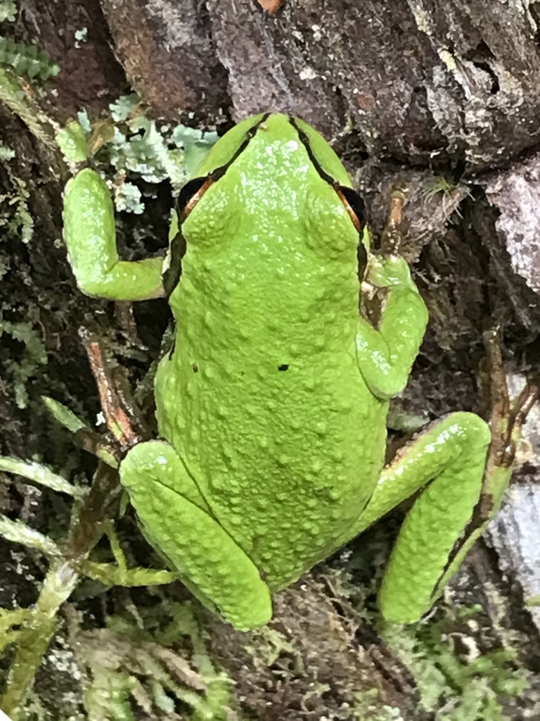 Northern Pacific Tree Frog from South Bamfield Rd, Alberni-Clayoquot ...