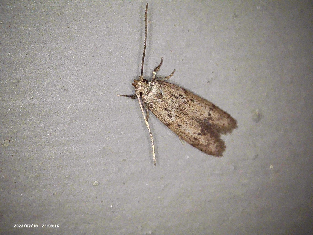 Curved-horn Moths from Windy Ridge Rd, Warren, CT, US on July 19, 2022 ...